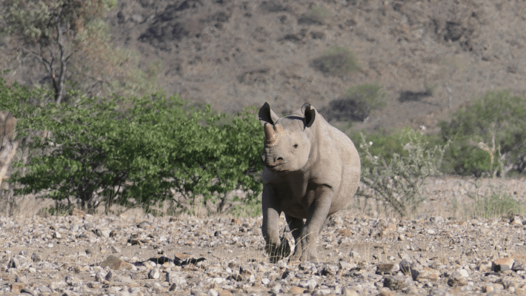Fort Sesfontein | Lodge & Safaris, Damaraland, Namibia